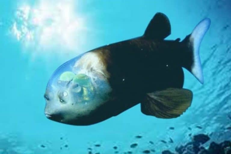 Strange and Mysterious Creatures of the Mariana Trench