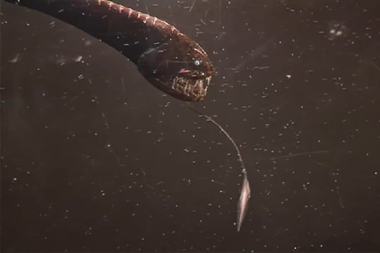 Strange and Mysterious Creatures of the Mariana Trench