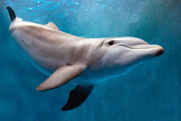 15 Cute But Deadly Animals That Can Actually Kill You