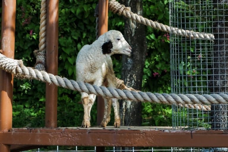17 Hybrid Animals You Won’t Believe Exist
