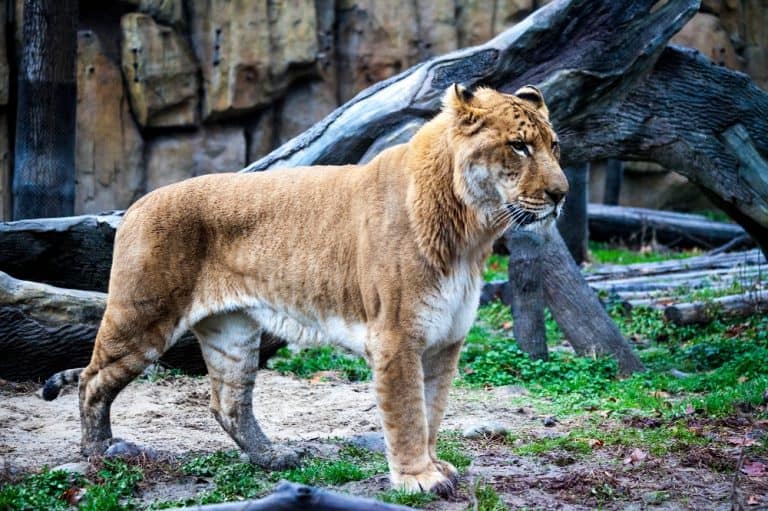 17 Hybrid Animals You Won’t Believe Exist