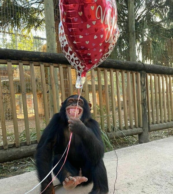 22 Funny Monkey Pictures Sure To Give You a Giggle