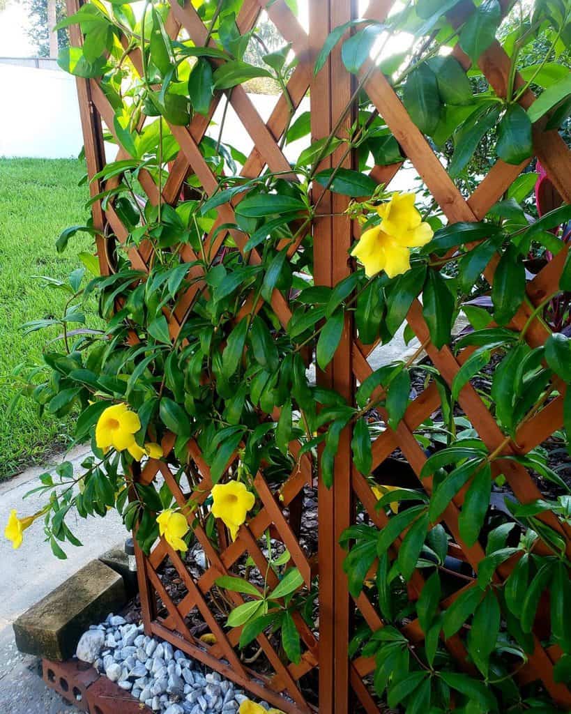 Stylish and Supportive Garden Trellis Design Ideas