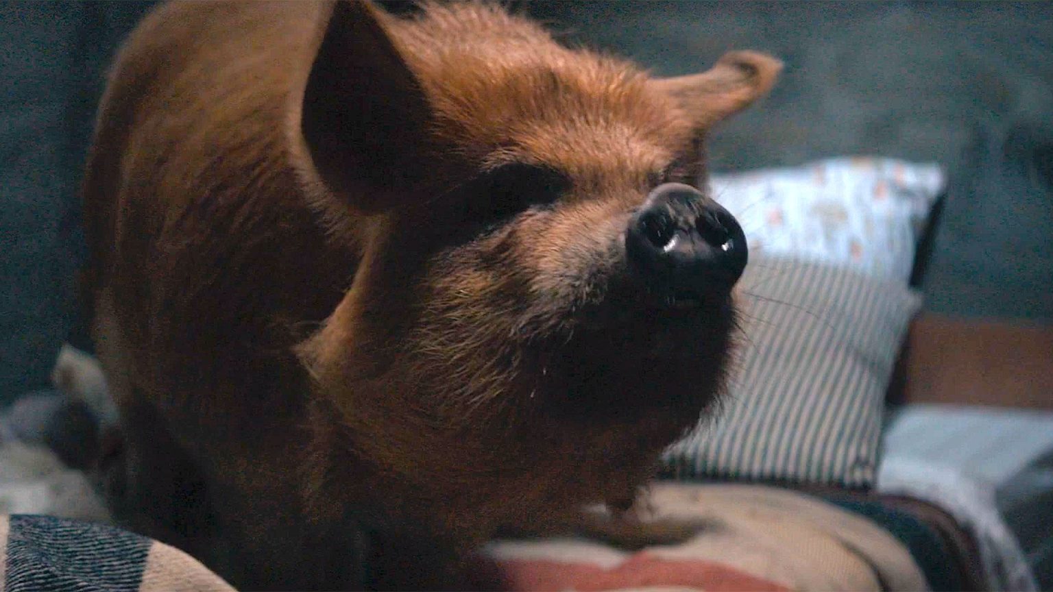 10 Famous Pigs in Movies Everybody Loves
