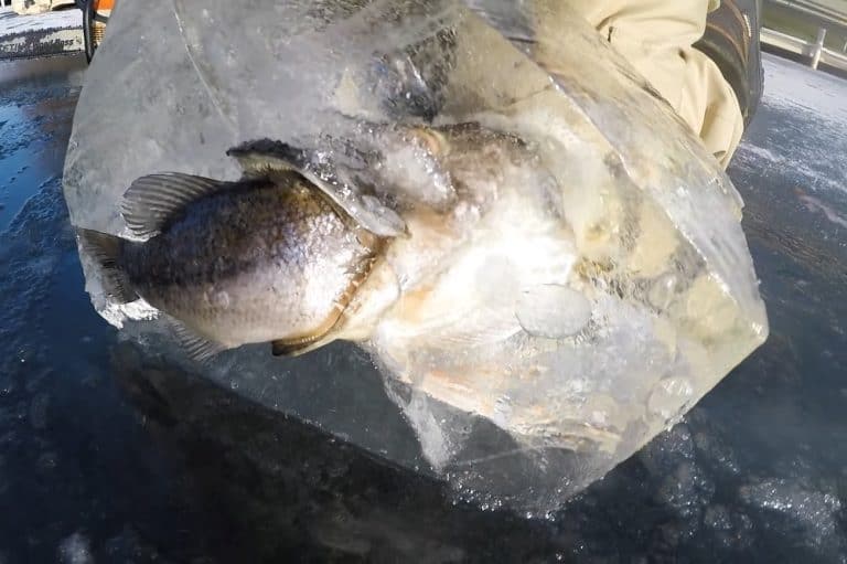 11 Strange and Creepy Things Found in Ice