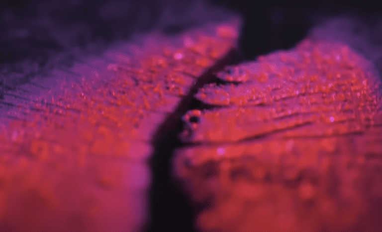 Unexpected Objects That Look Fascinating Under a Microscope