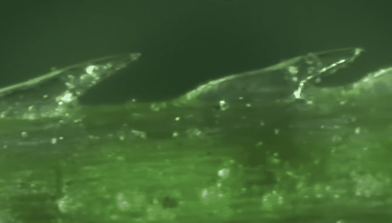 Unexpected Objects That Look Fascinating Under a Microscope